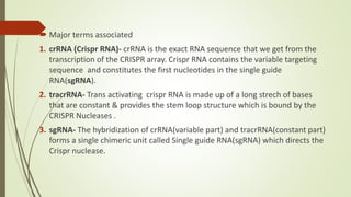 Crispr guides the_future_of_genetic_engineering[1] | PPTX