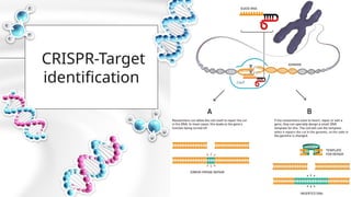 CRISPR_in_Endodontics its a gene editing toolAP.pptx
