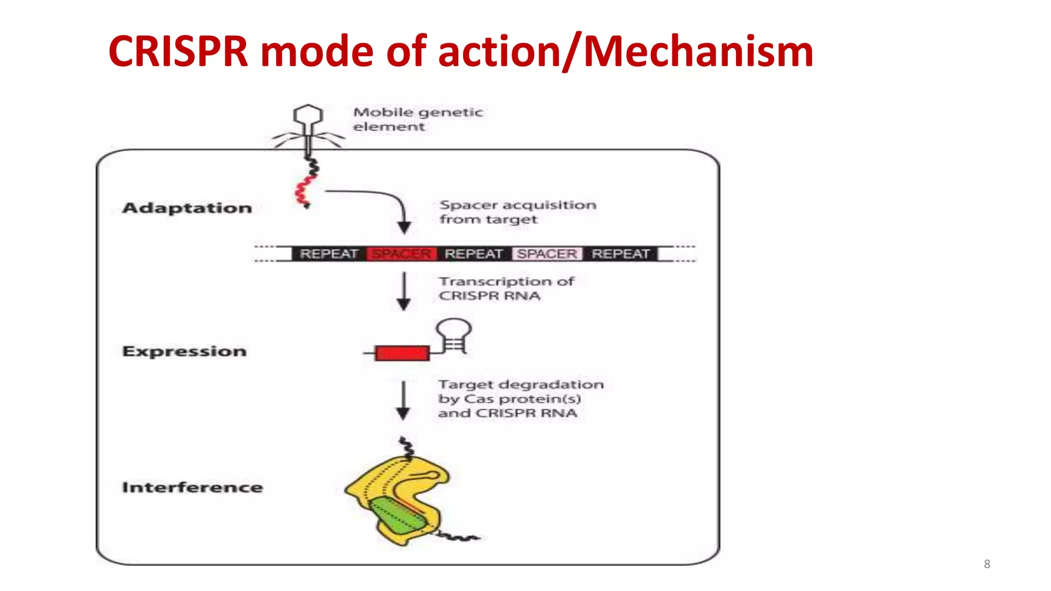CRISPR LECTURE.pptx