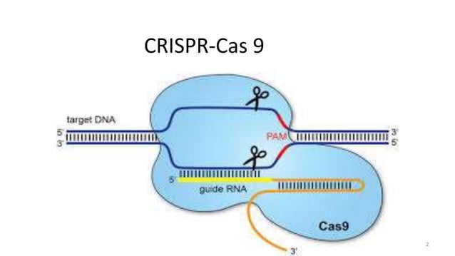 CRISPR LECTURE.pptx