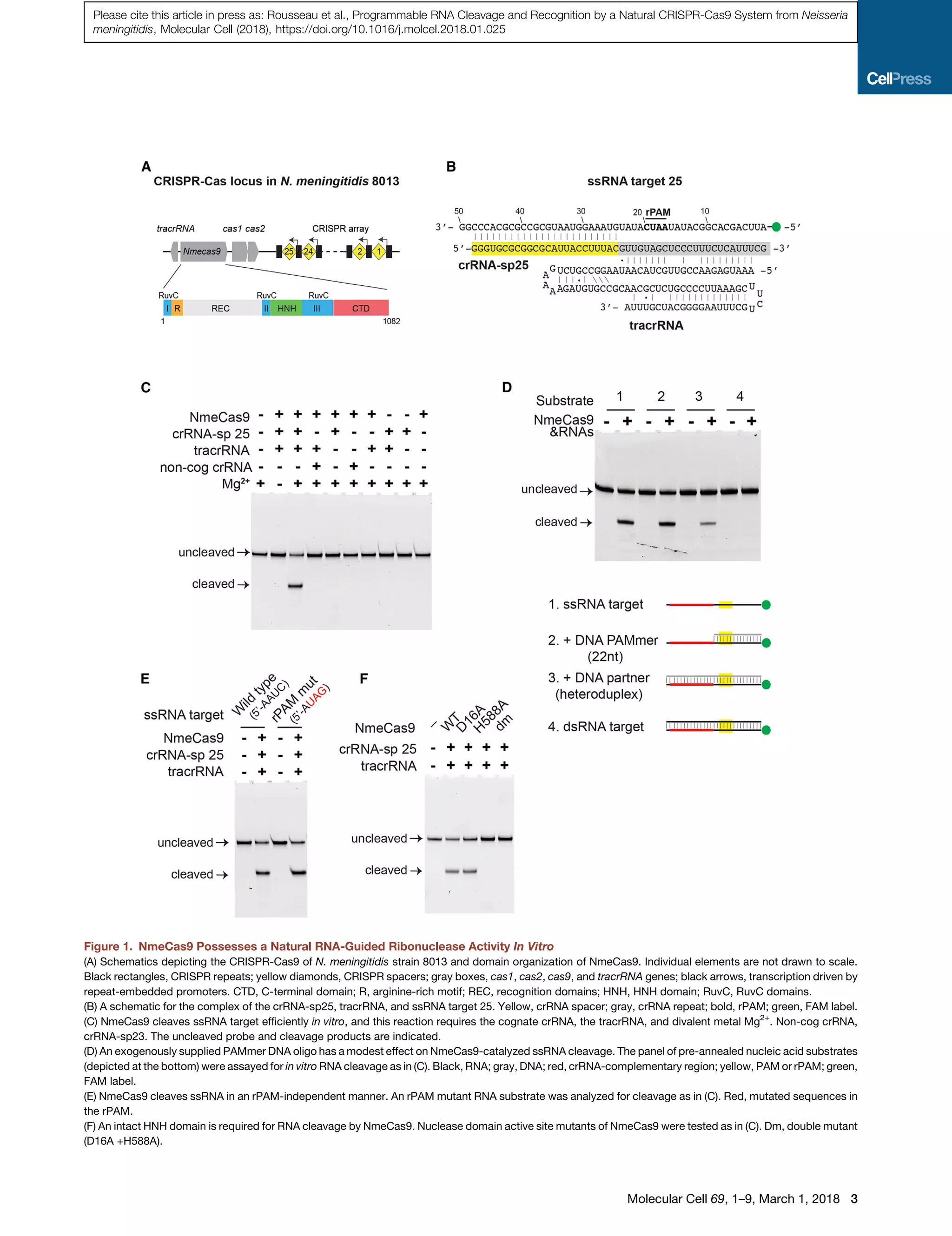 CRISPR Utilization at RNA Level | PDF | Programming Languages | Computing