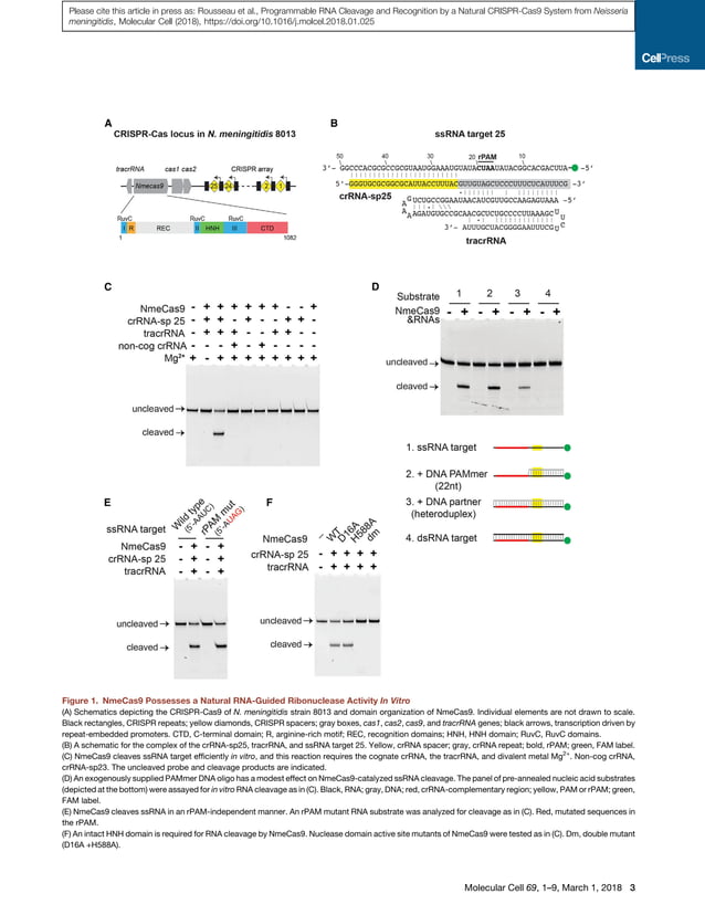 CRISPR Utilization at RNA Level | PDF | Programming Languages | Computing