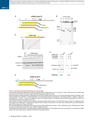 CRISPR Utilization at RNA Level | PDF | Programming Languages | Computing
