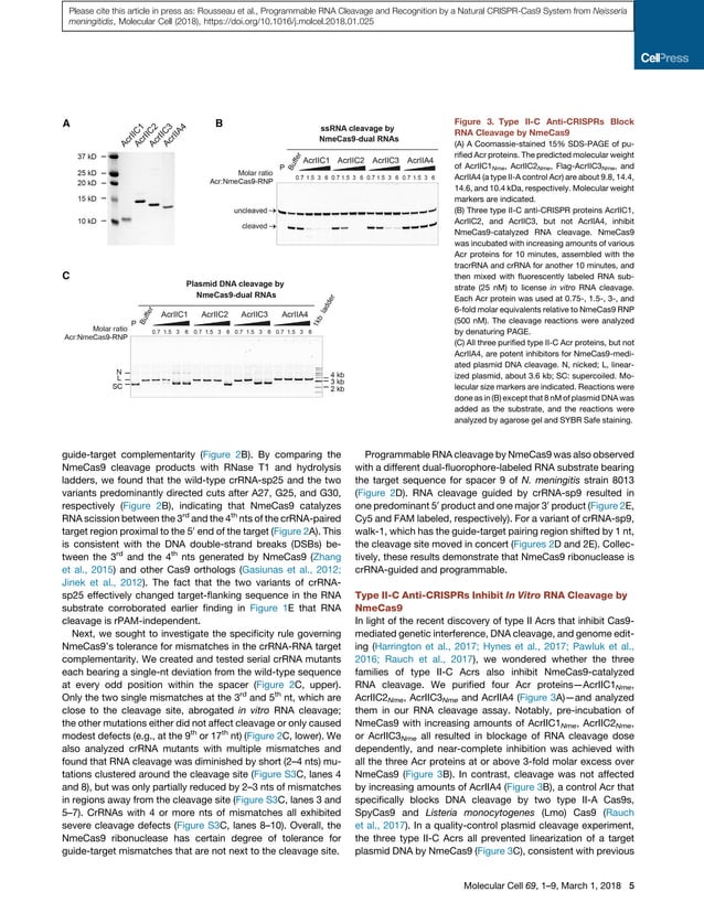 CRISPR Utilization at RNA Level | PDF | Programming Languages | Computing