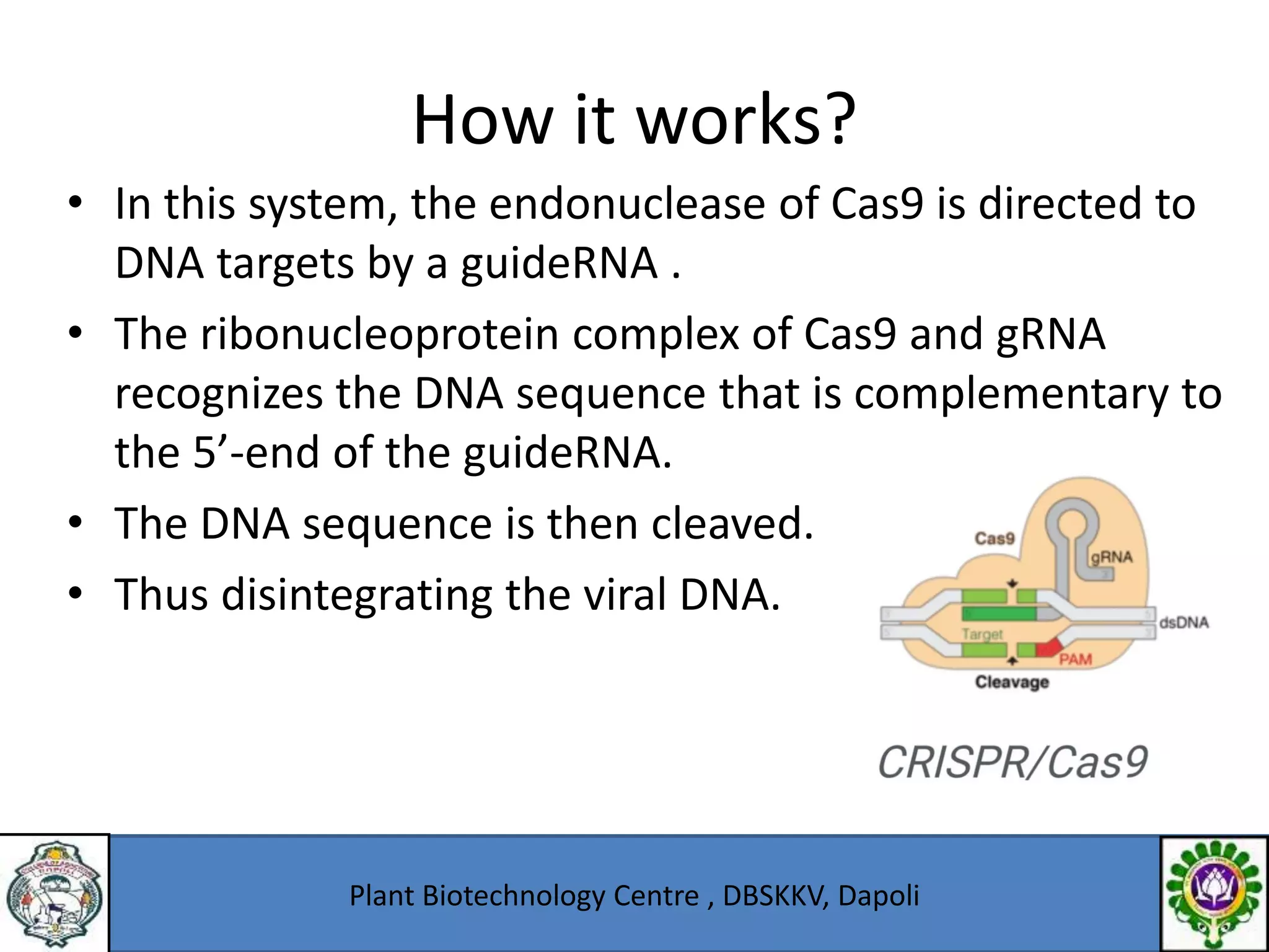 Multi Target Gene Editing using CRISPR Technology for Crop Improvement ...