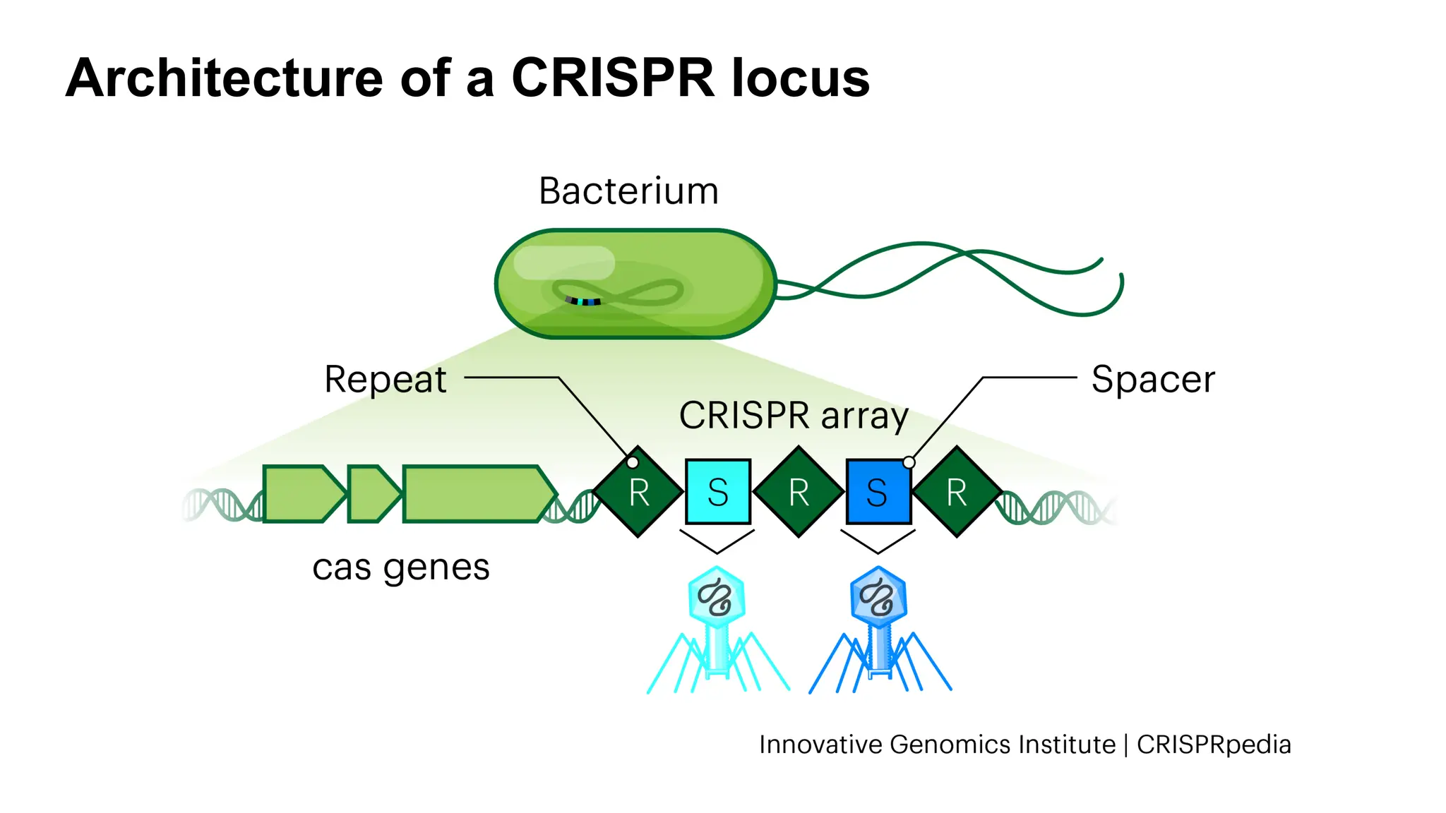 The phage life cycle Ciclo de vida de los fagos | PPT