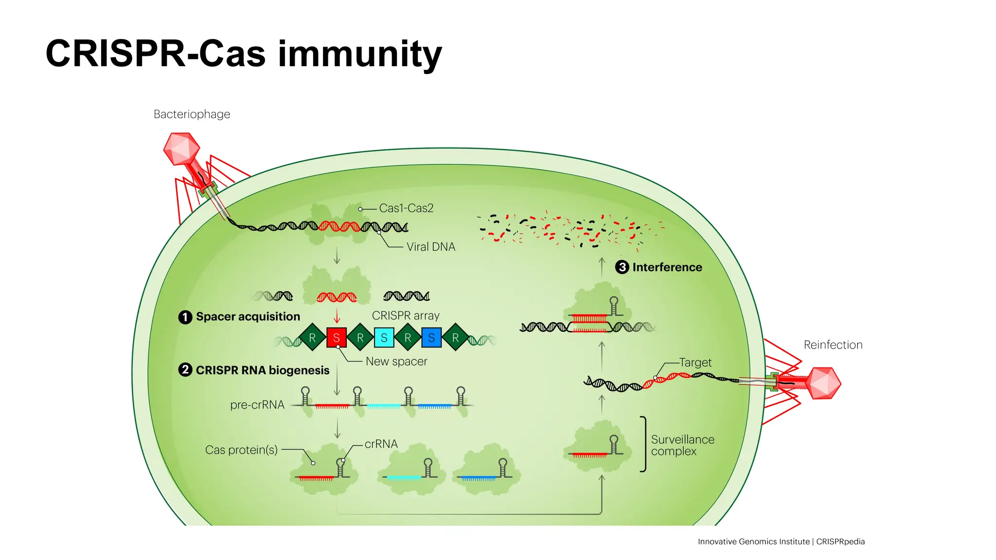 The phage life cycle Ciclo de vida de los fagos | PPT