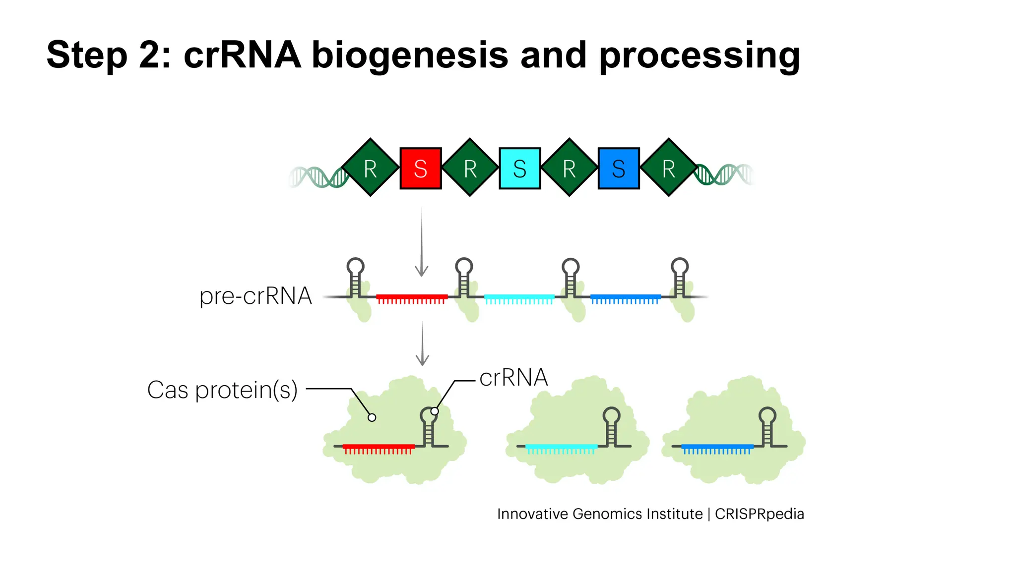 The phage life cycle Ciclo de vida de los fagos | PPT