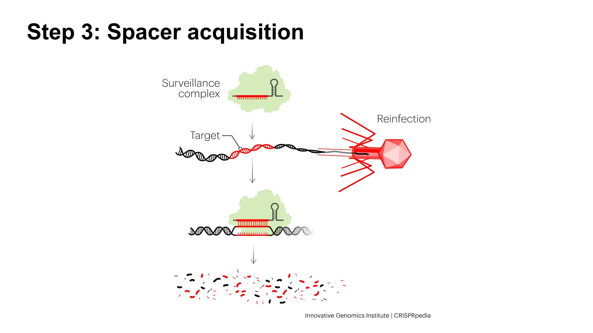 The phage life cycle Ciclo de vida de los fagos | PPT