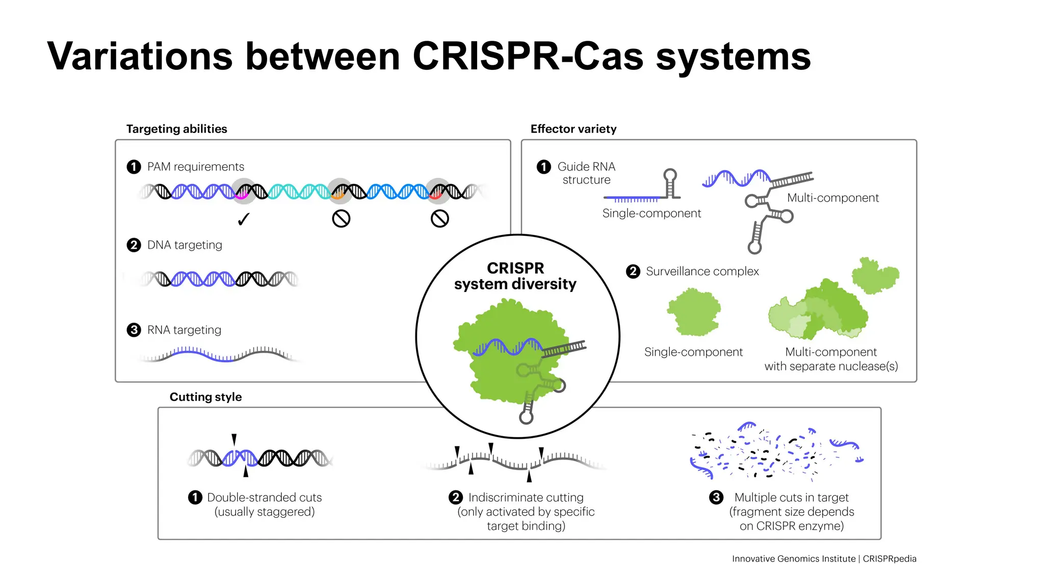 The phage life cycle Ciclo de vida de los fagos | PPT