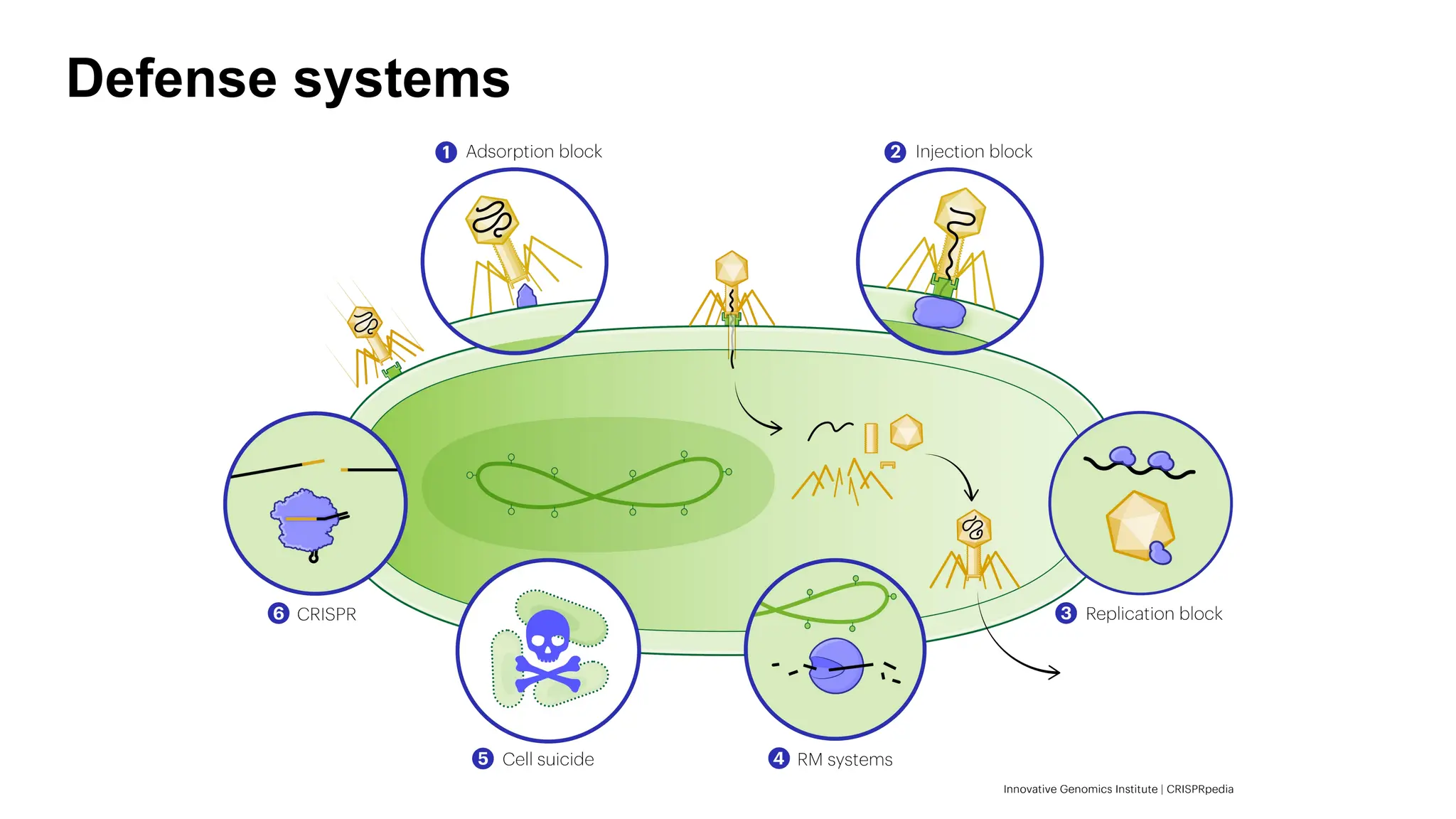 The phage life cycle Ciclo de vida de los fagos | PPT