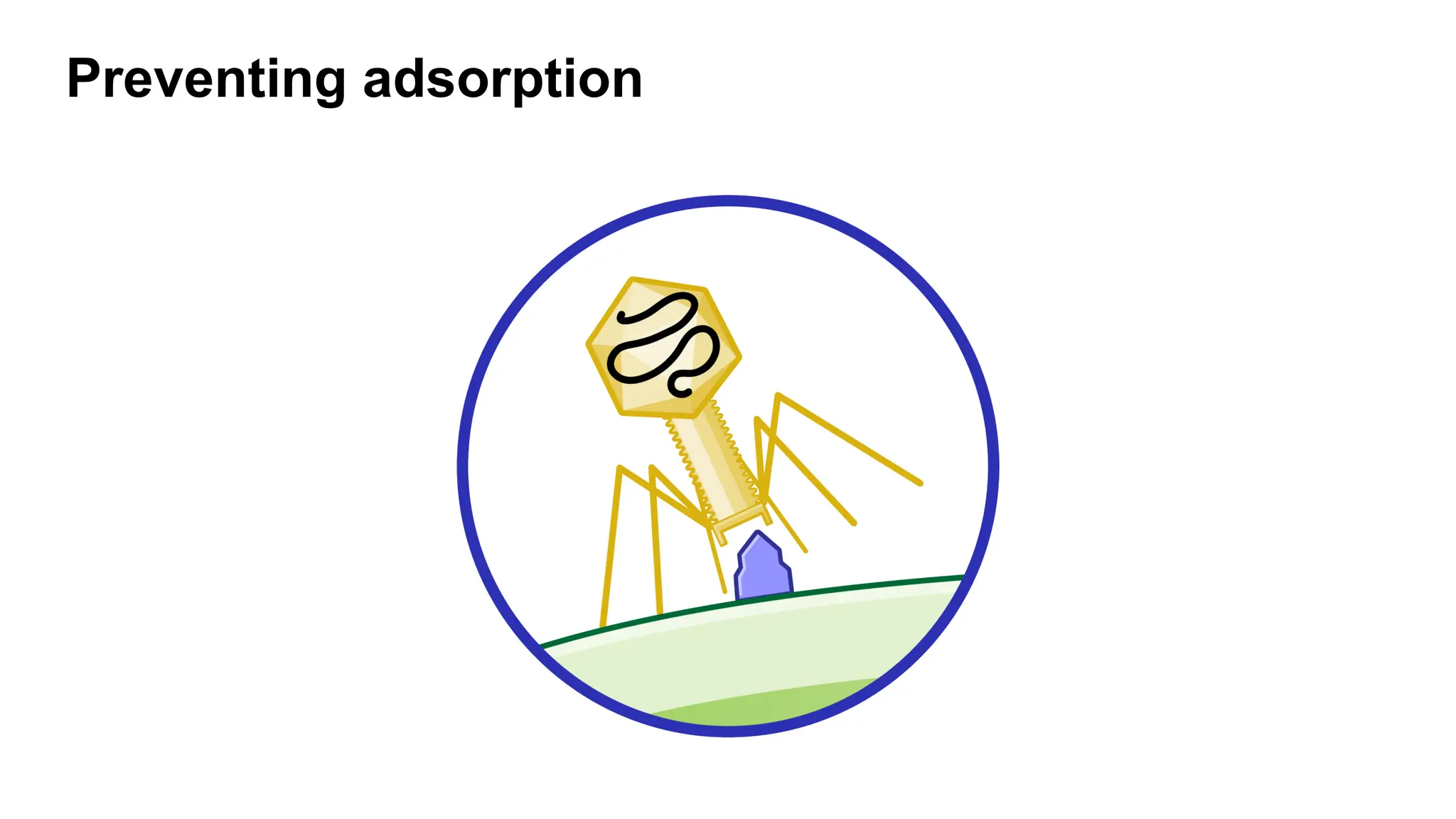 The phage life cycle Ciclo de vida de los fagos | PPT