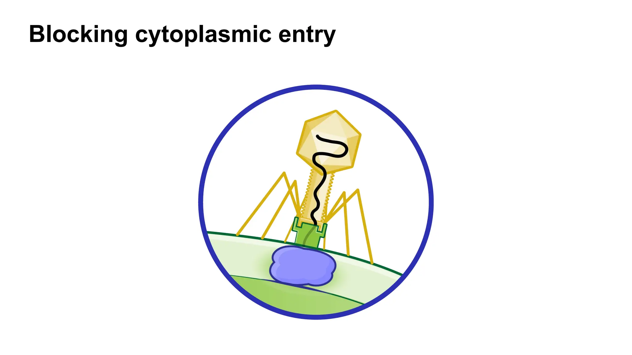 The phage life cycle Ciclo de vida de los fagos | PPT