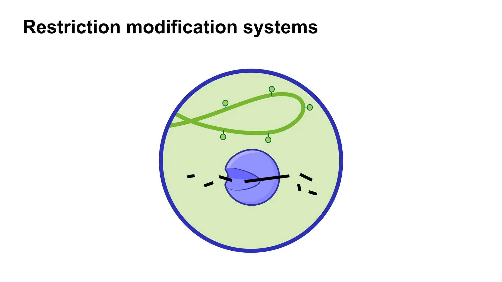 The phage life cycle Ciclo de vida de los fagos | PPT