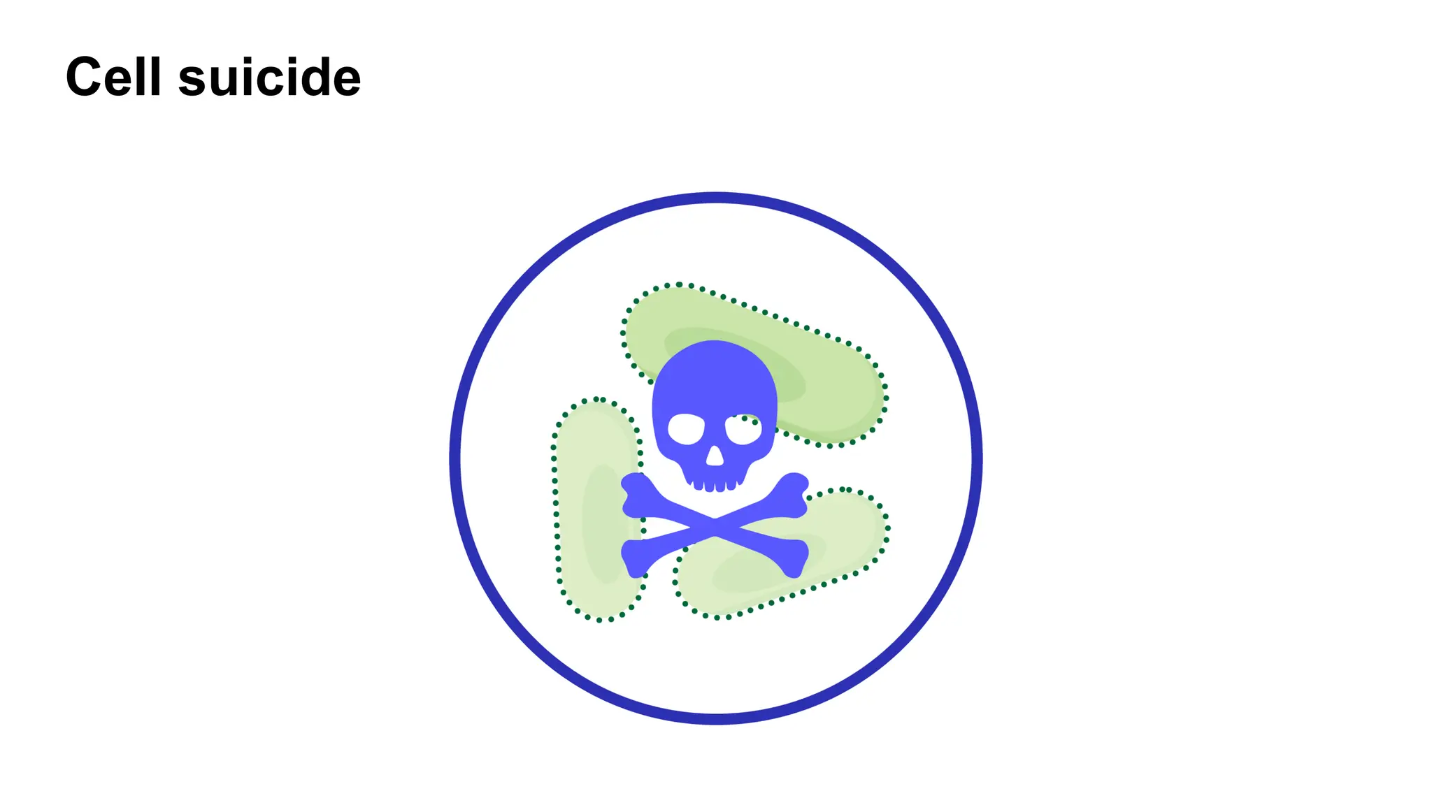 The phage life cycle Ciclo de vida de los fagos | PPT