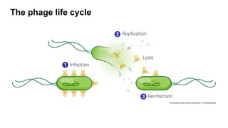 The phage life cycle Ciclo de vida de los fagos | PPT