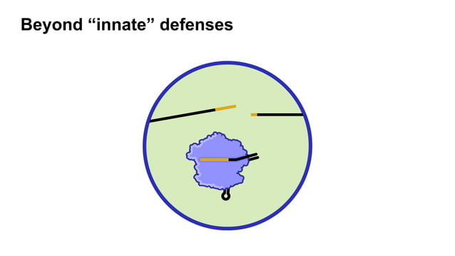 The phage life cycle Ciclo de vida de los fagos | PPT