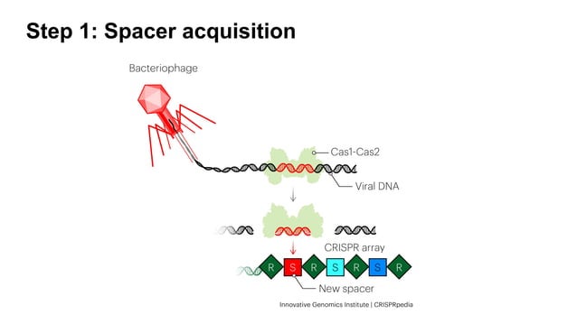 The phage life cycle Ciclo de vida de los fagos | PPT