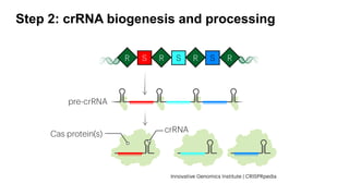 The phage life cycle Ciclo de vida de los fagos | PPT