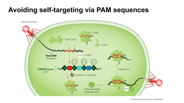 The phage life cycle Ciclo de vida de los fagos | PPT