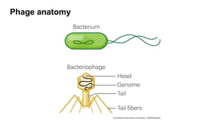 The phage life cycle Ciclo de vida de los fagos | PPT