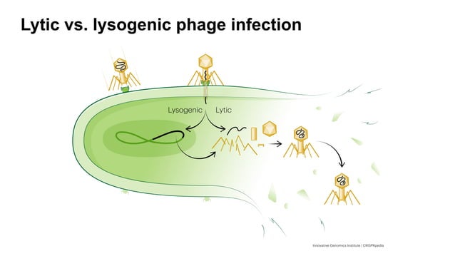 The phage life cycle Ciclo de vida de los fagos | PPT