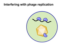 The phage life cycle Ciclo de vida de los fagos | PPT