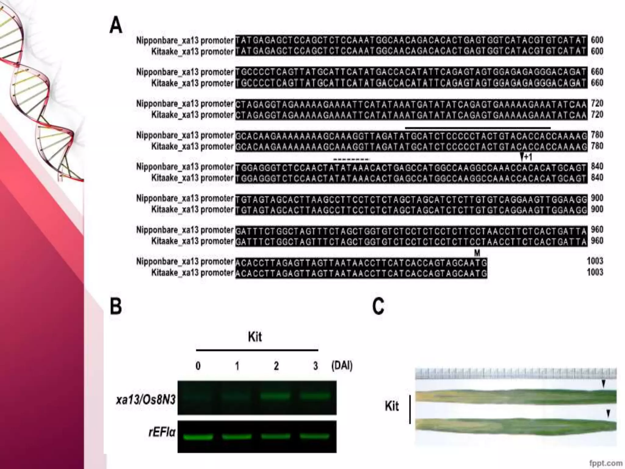 CRISPR in crop Improvement, CRISPR/Cas Genome editing tool | PPTX