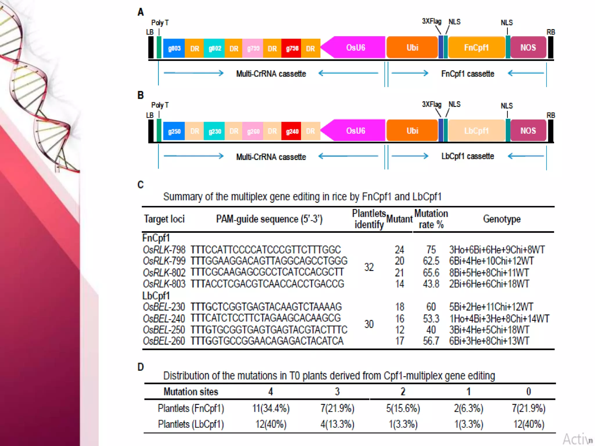 CRISPR in crop Improvement, CRISPR/Cas Genome editing tool | PPTX
