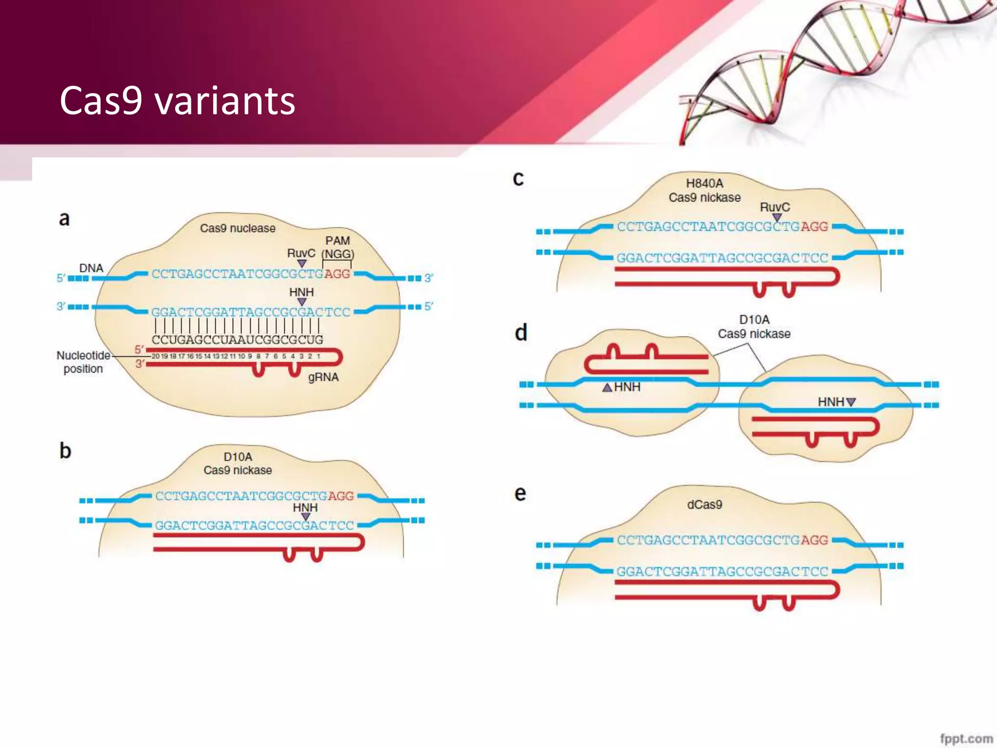 CRISPR in crop Improvement, CRISPR/Cas Genome editing tool | PPTX