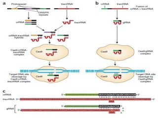 CRISPR in crop Improvement, CRISPR/Cas Genome editing tool | PPTX