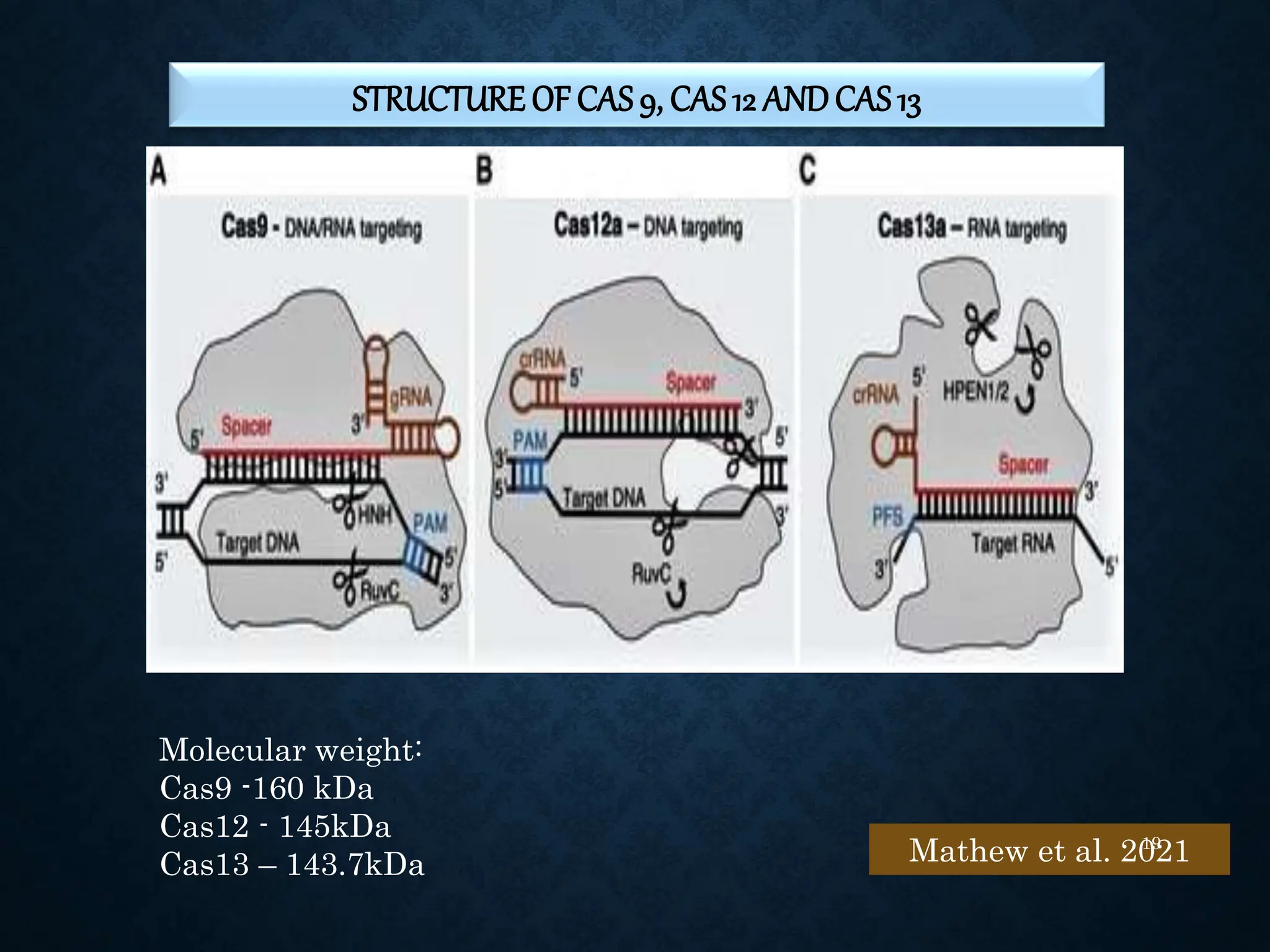 CRISPR PPT.pptx