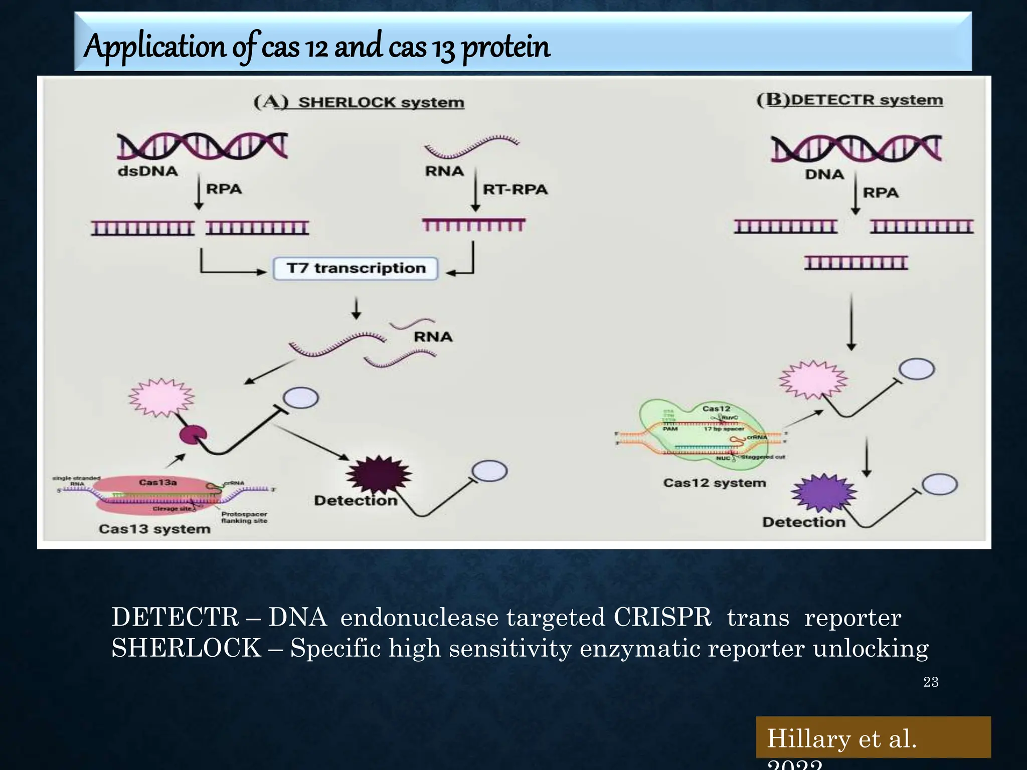 CRISPR PPT.pptx