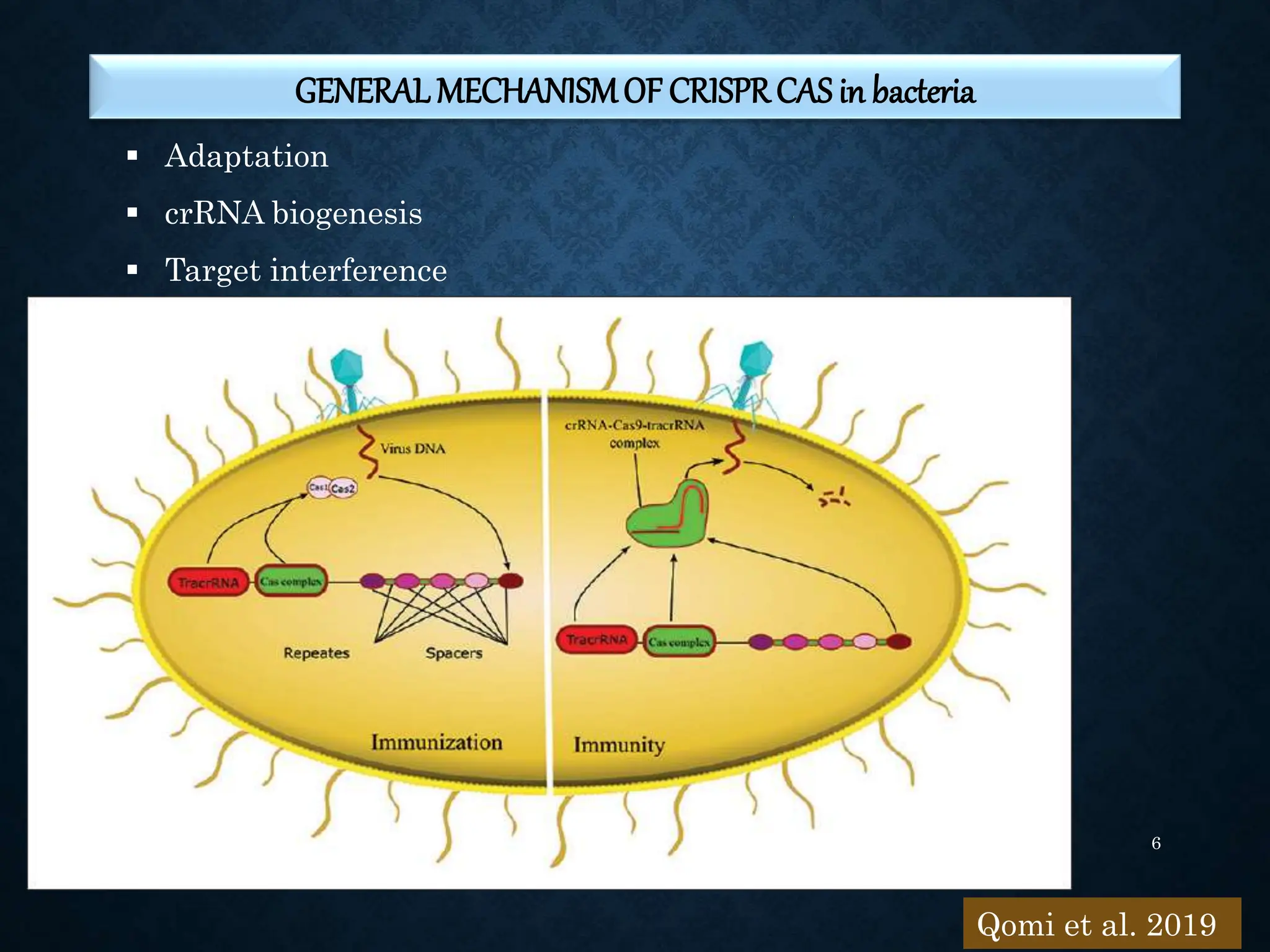 CRISPR PPT.pptx