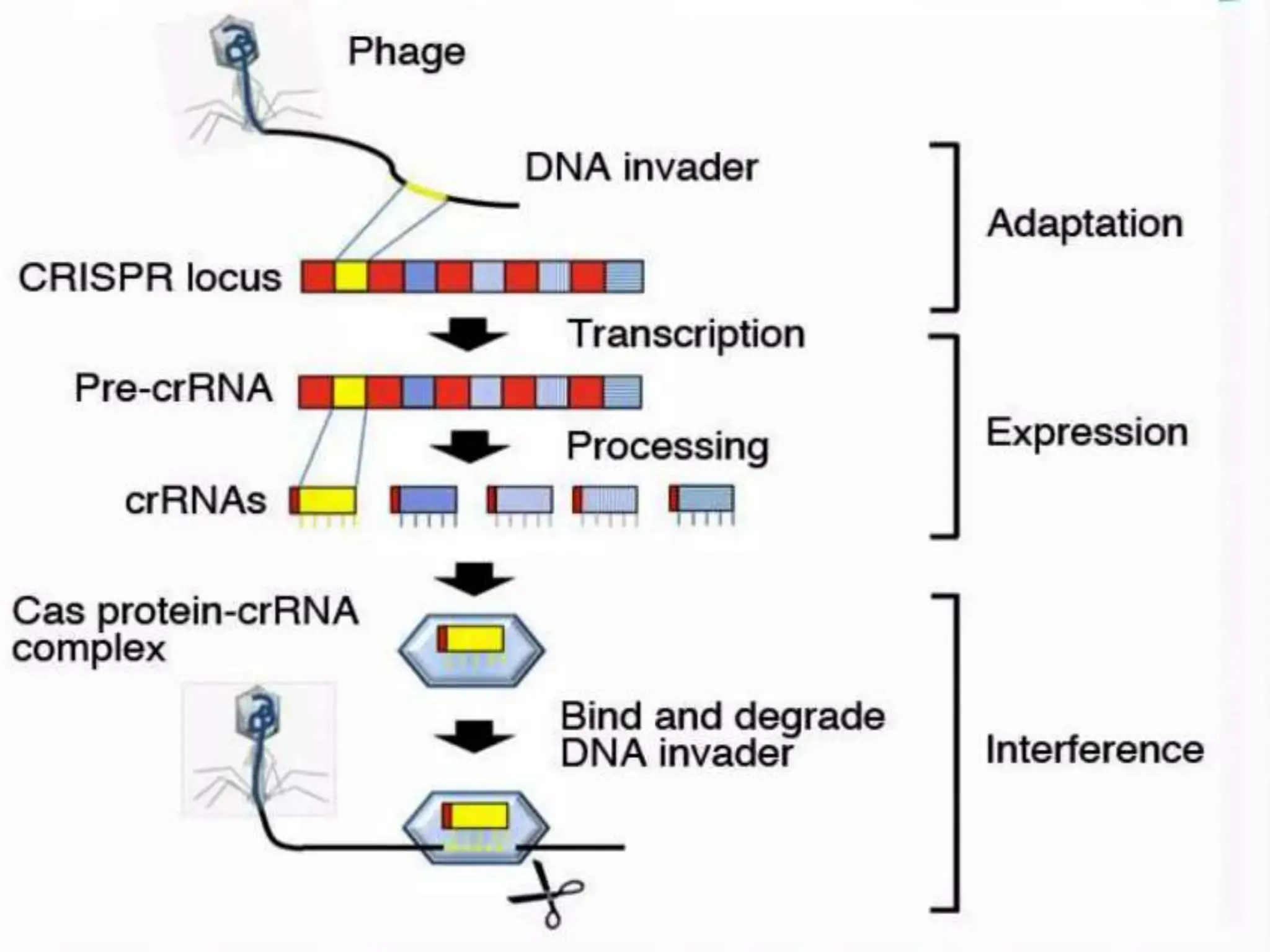 CRISPR PPT.pptx
