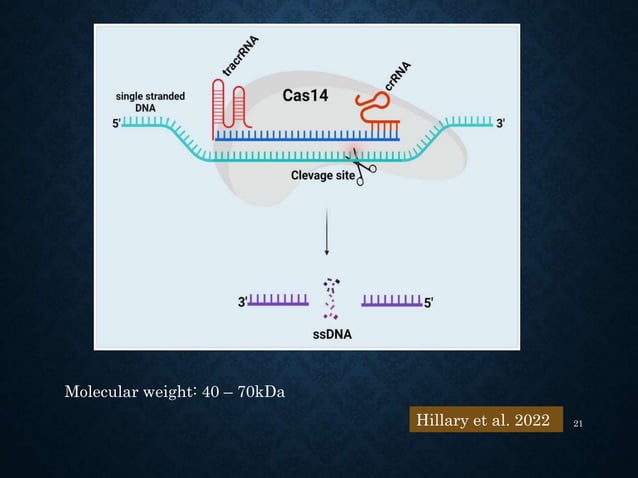 CRISPR PPT.pptx