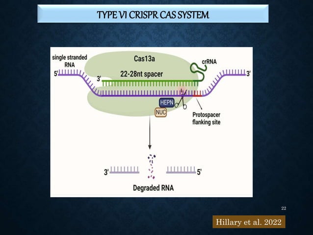 CRISPR PPT.pptx