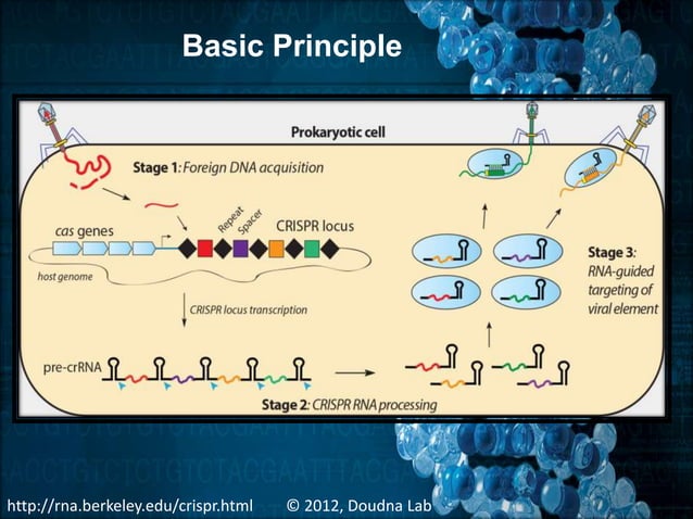 CRISPR PROJECT.pptx