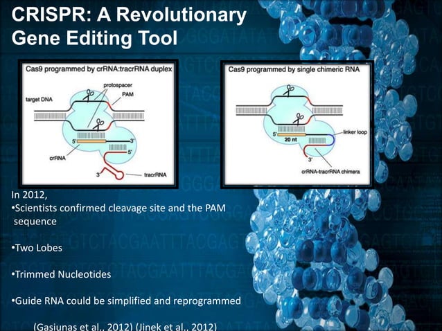 CRISPR PROJECT.pptx