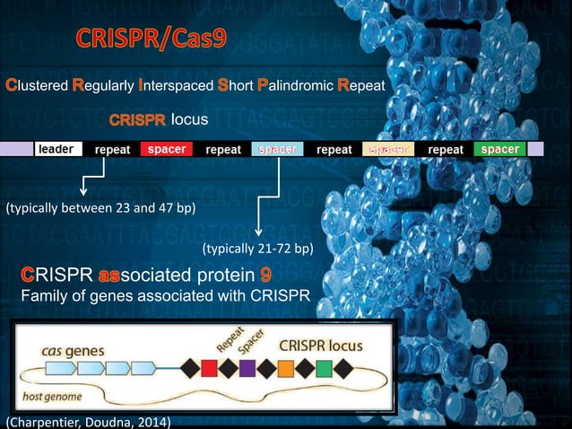 CRISPR PROJECT.pptx