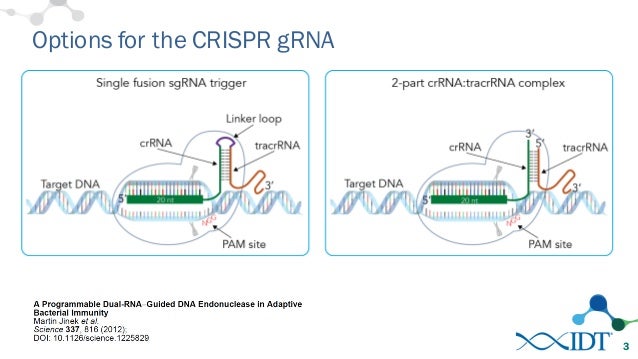 New RNA tools for optimized CRISPR/Cas9 genome editing