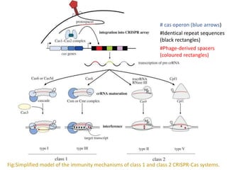 CRISPR CAS | PPTX