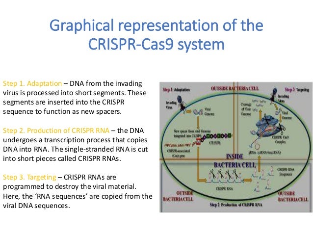 CRISPR CAS
