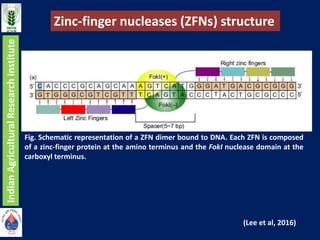 Crispr suman | PPTX