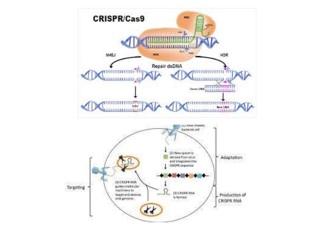 Crispr technology course | PPTX