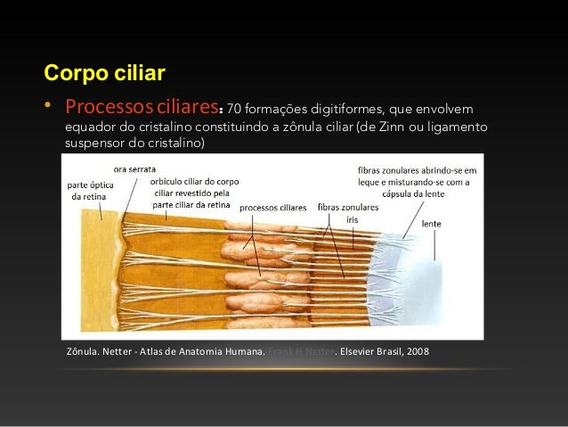Cristalino Úvea - Catarata e Uveíte