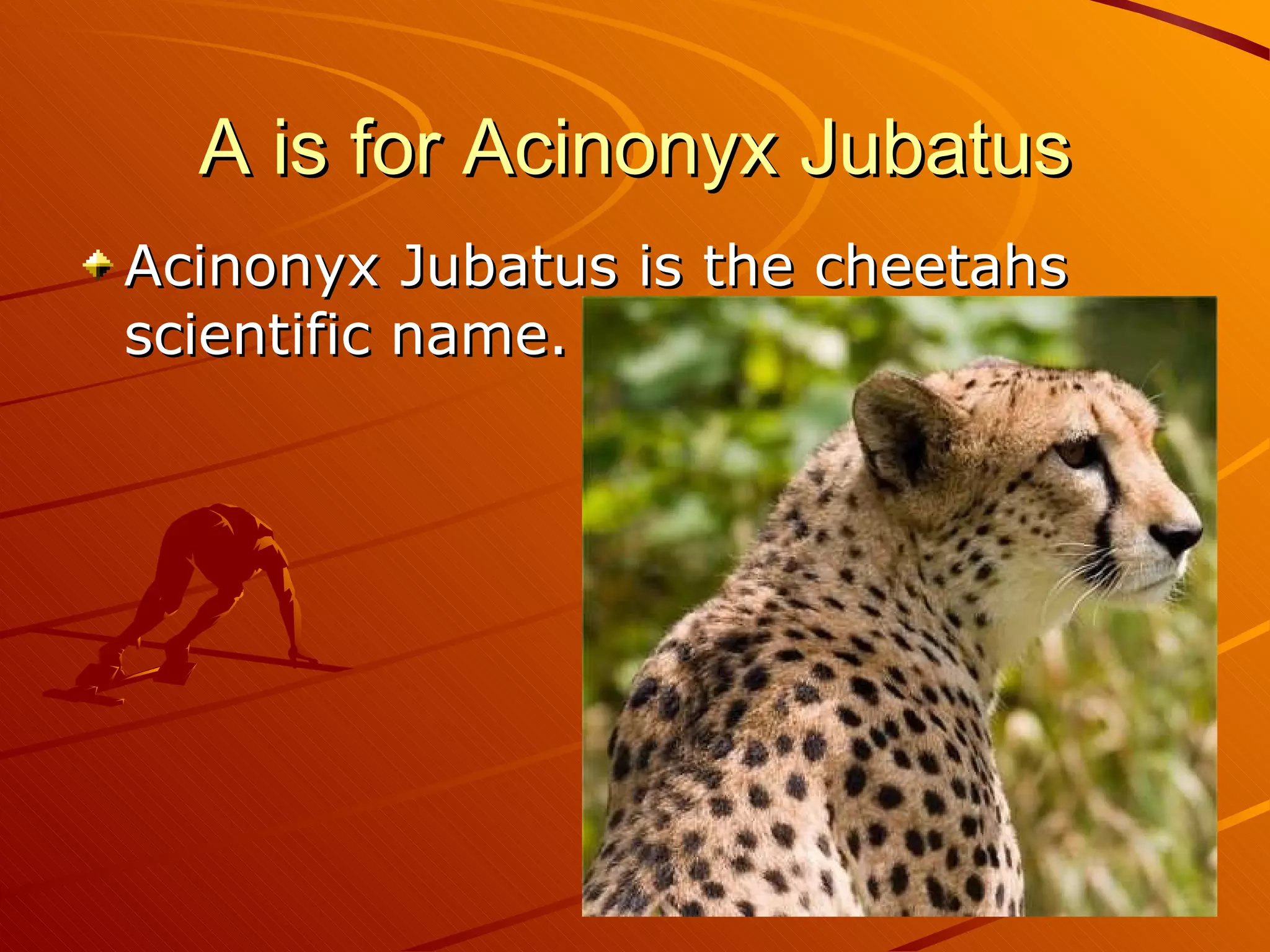 Cheetah Research | PPT