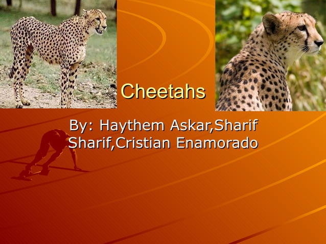 Cheetah Research | PPT