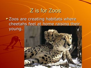 Cheetah Research | PPT