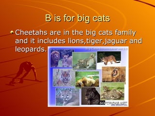 Cheetah Research | PPT